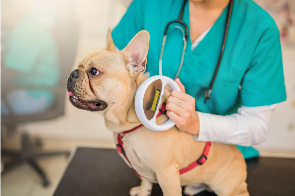 Services - Country Veterinary Clinic